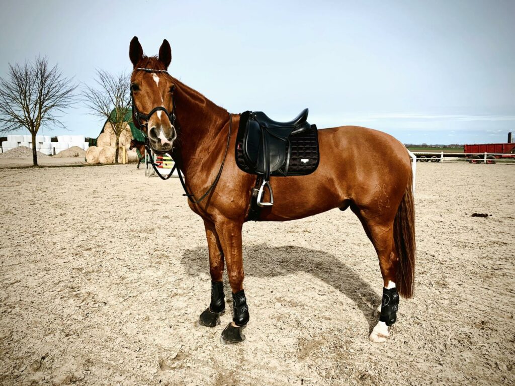 Trense-Test 2022- Welches Reithalfter passt zu meinem Pferd?
